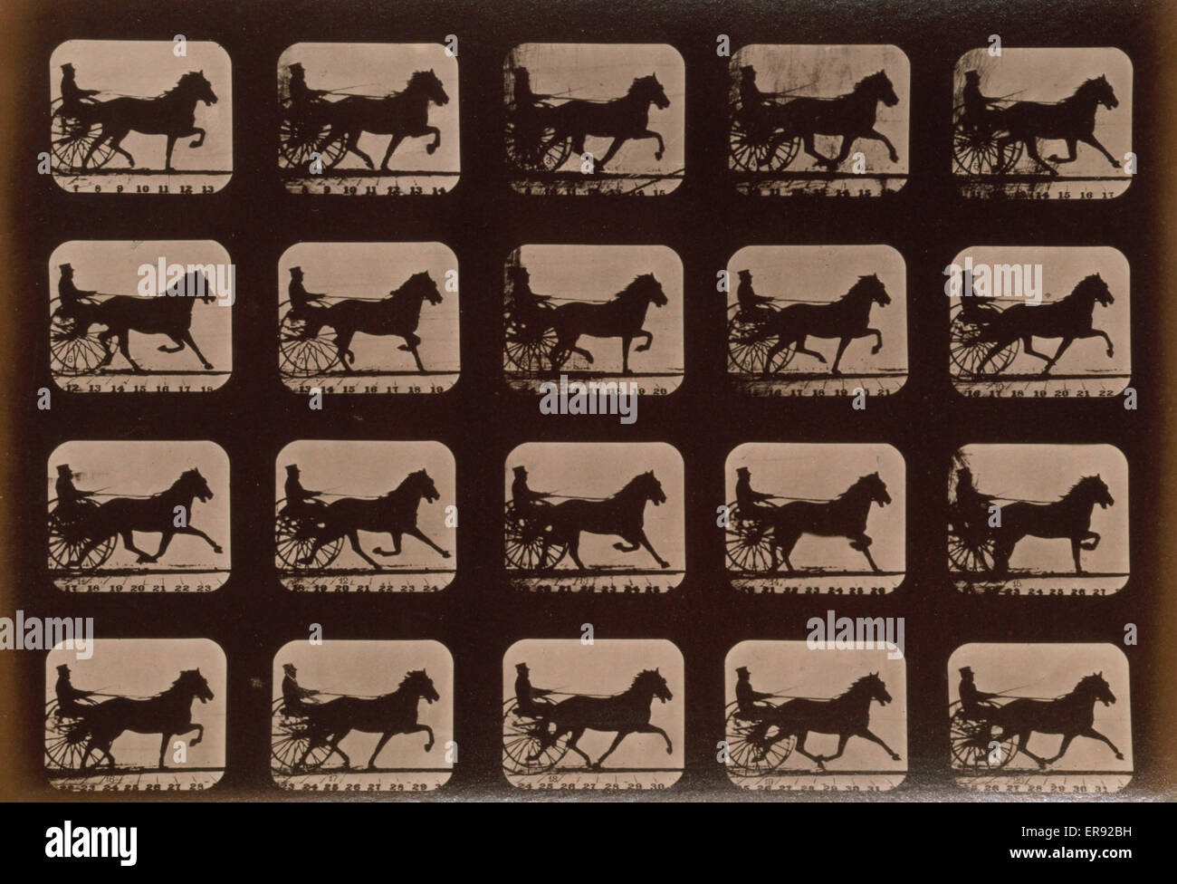 Pacing horse hi-res stock photography and images - Alamy