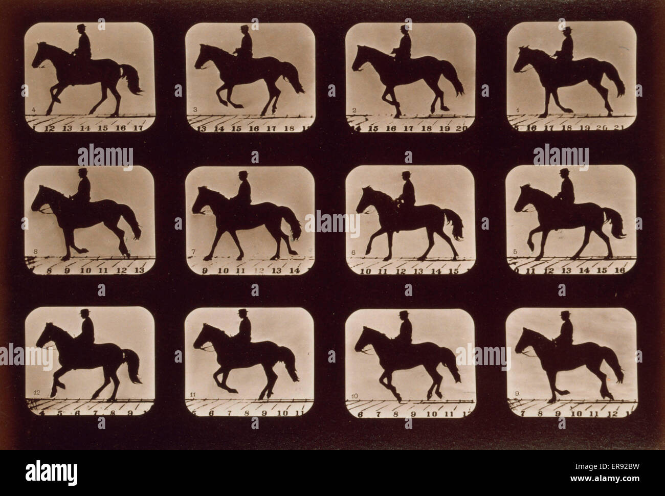 Gypsy horses hi-res stock photography and images - Alamy