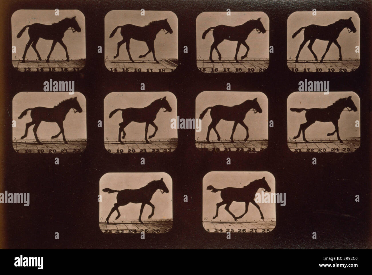 The ten horses hi-res stock photography and images - Alamy