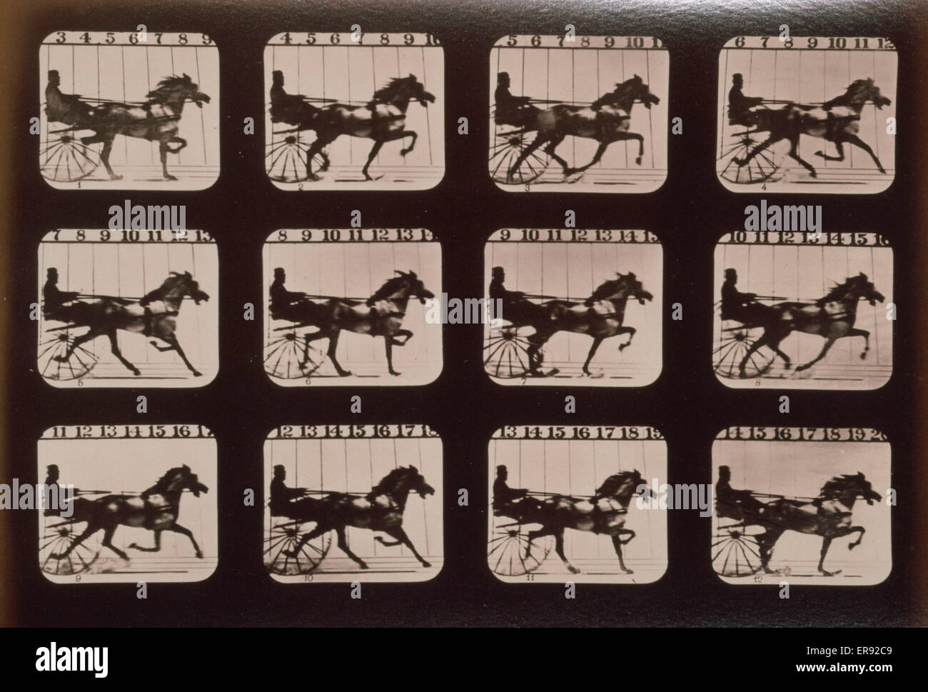 Horses trotting hi-res stock photography and images - Alamy