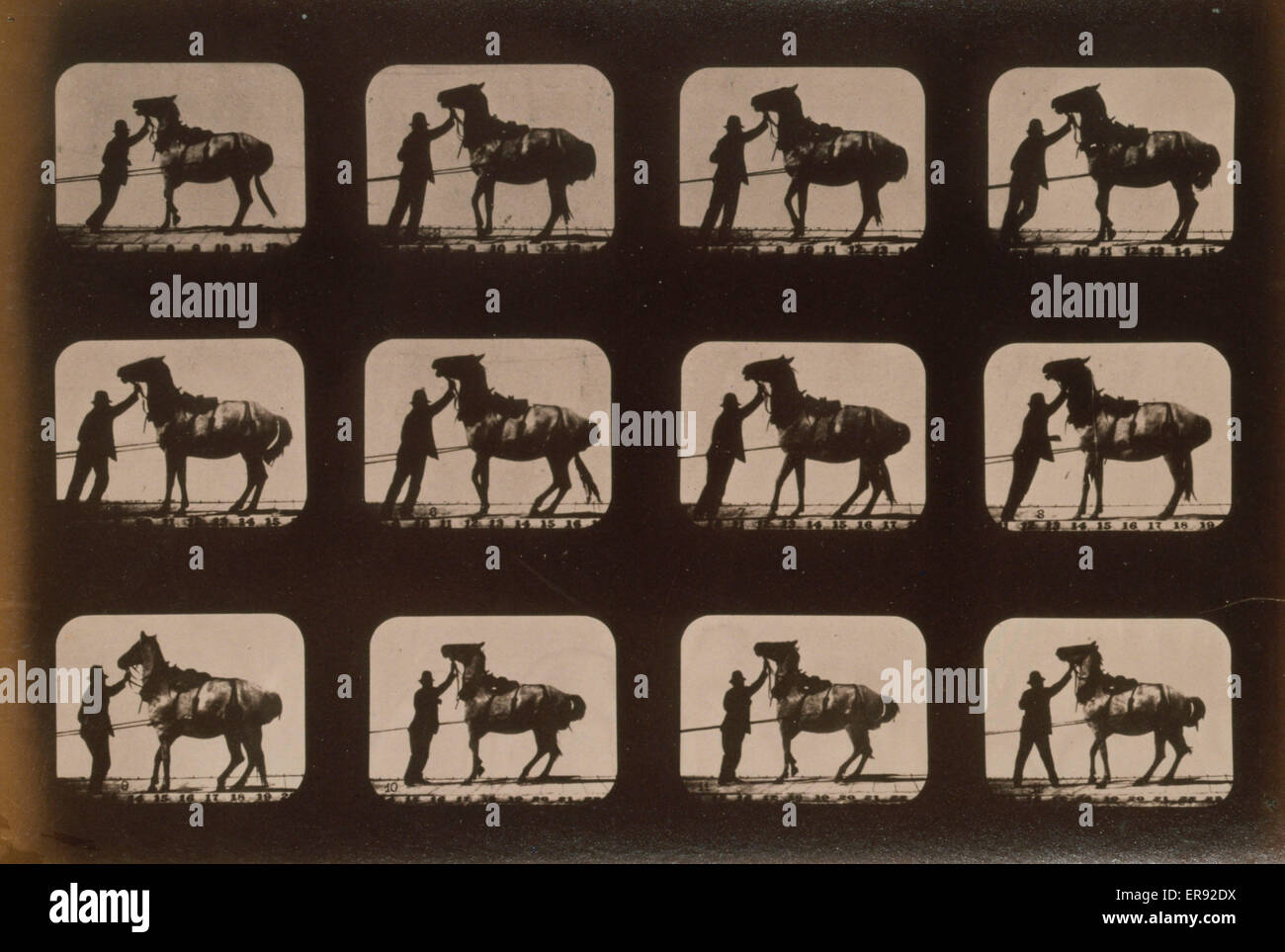 Backing a horse hi-res stock photography and images - Alamy