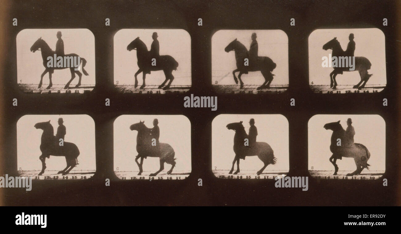 Backing a horse hi-res stock photography and images - Alamy