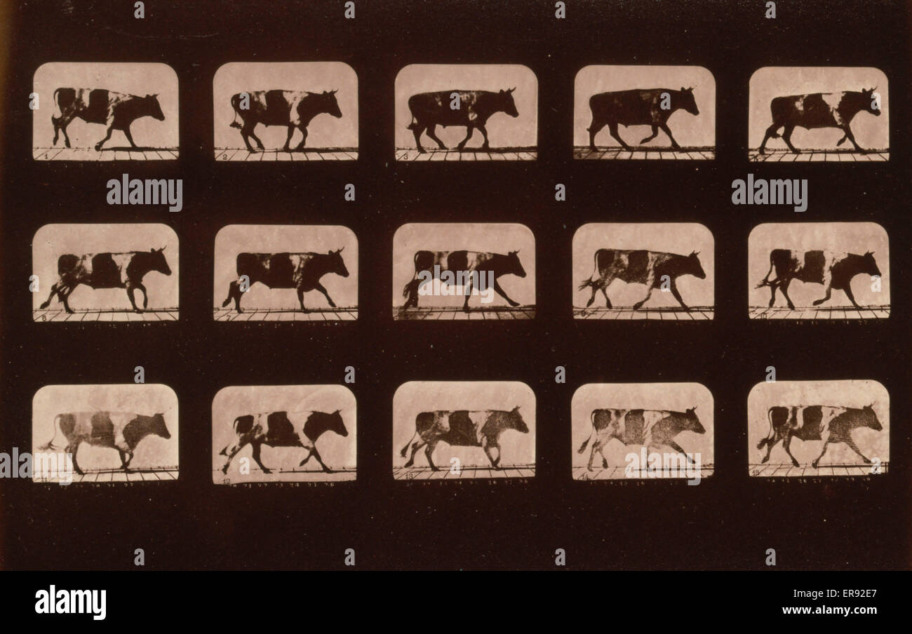 Ox running hi-res stock photography and images - Alamy