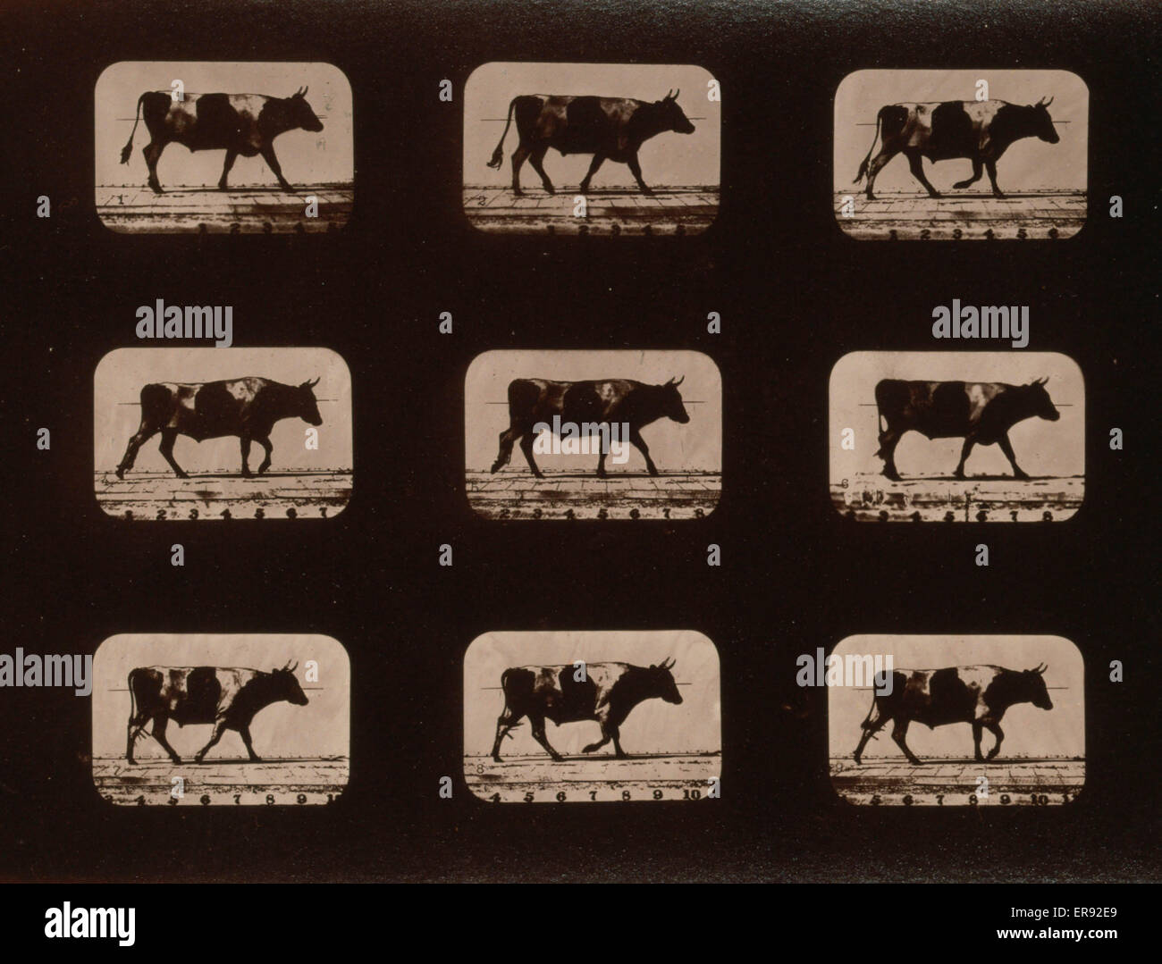 Ox images hi-res stock photography and images - Alamy