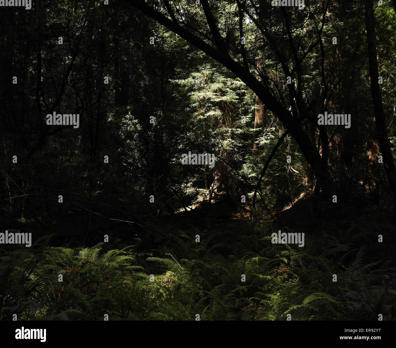 Dappled-shade view forest glade with ground-layer ferns below Coast ...