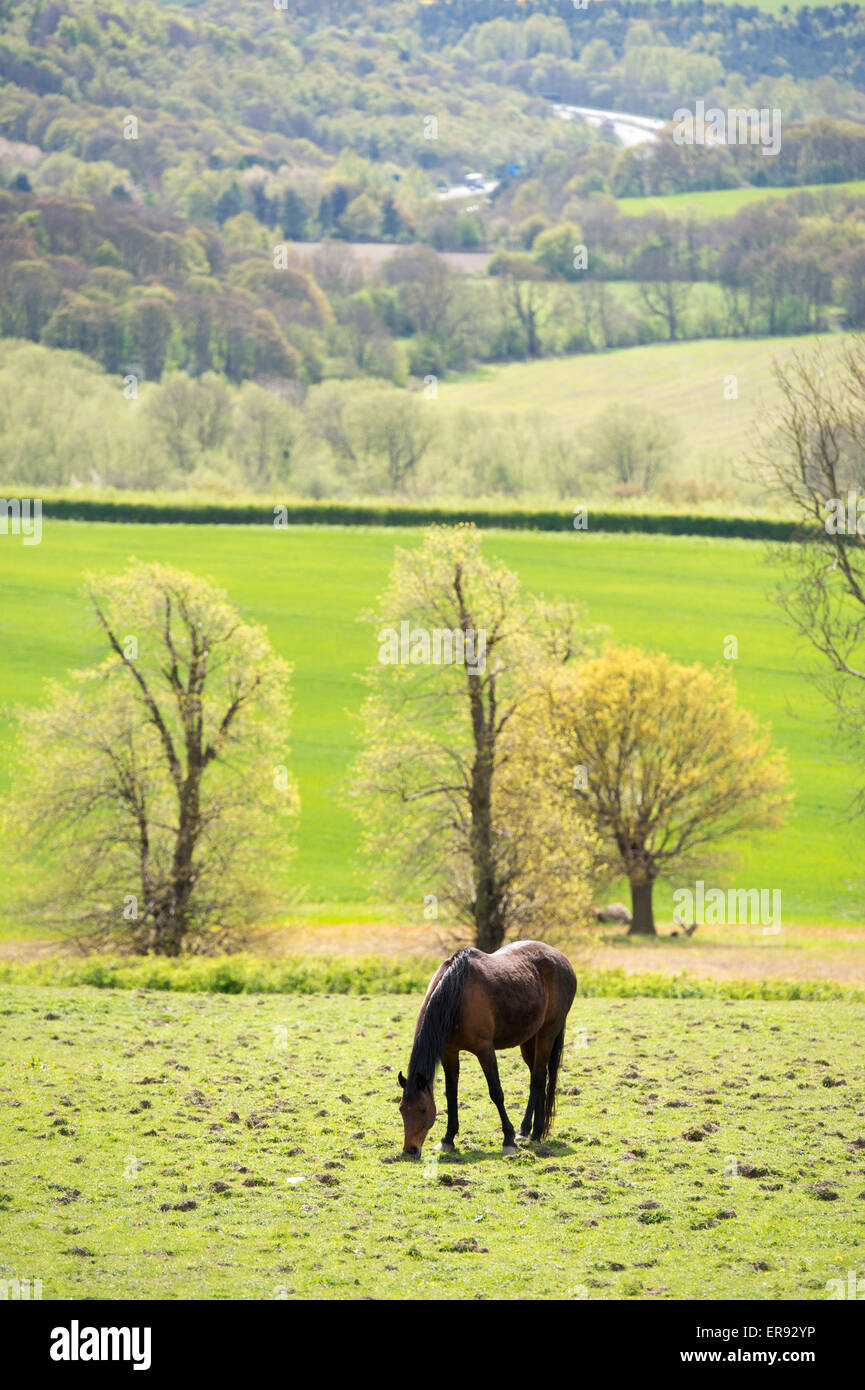 A horse grazes in a field in Yorkshire with the M1 motorway in the ...