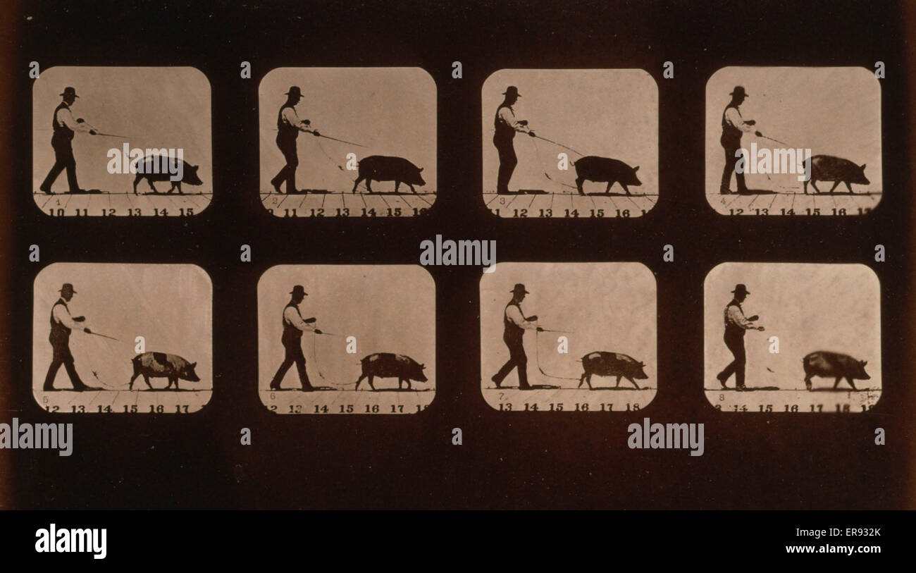 Man boar hi-res stock photography and images - Alamy