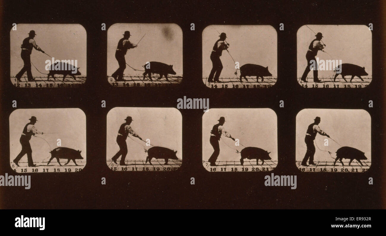 Man boar hi-res stock photography and images - Alamy