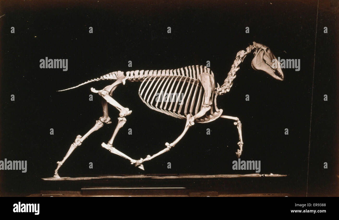 Horse skeleton hi-res stock photography and images - Alamy