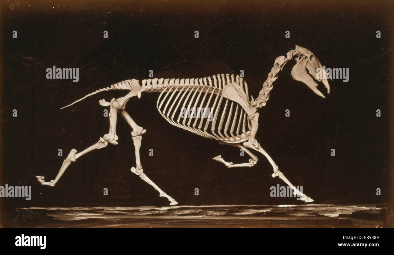 Skeleton of horse. Trotting. Nearing the ground. Photograph shows a ...