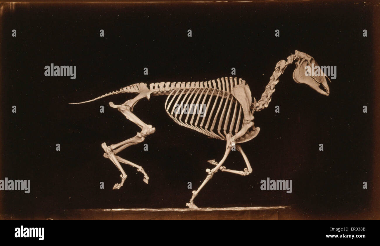 Horse Skeleton High Resolution Stock Photography and Images - Alamy