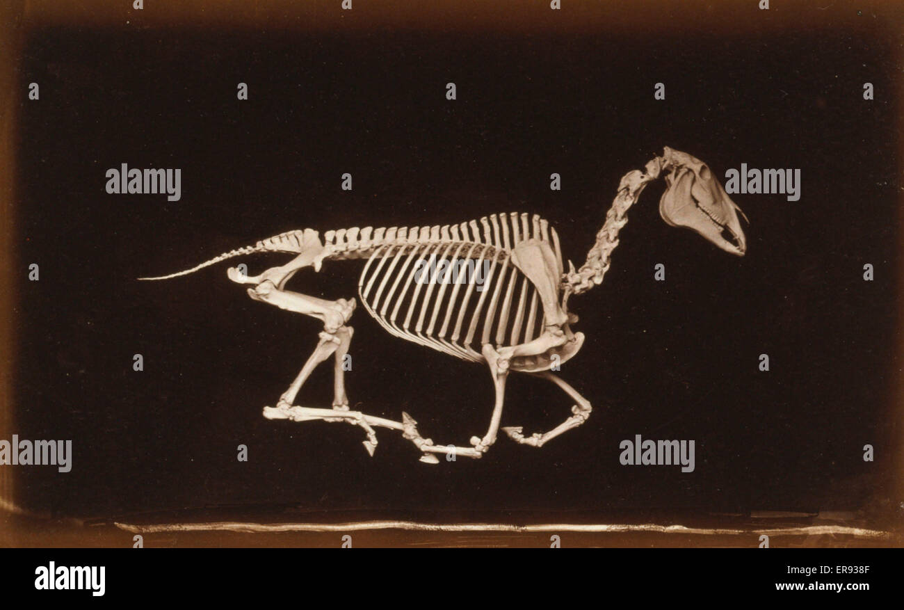 Horse photograph hi-res stock photography and images - Alamy