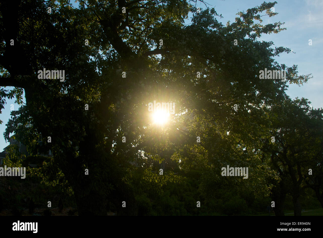 Sun through trees looking up hi-res stock photography and images - Alamy