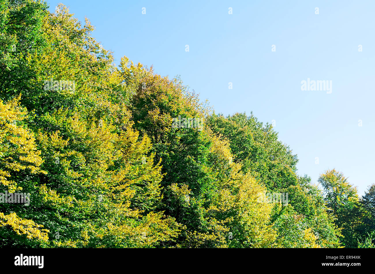 trees against the sky Stock Photo - Alamy