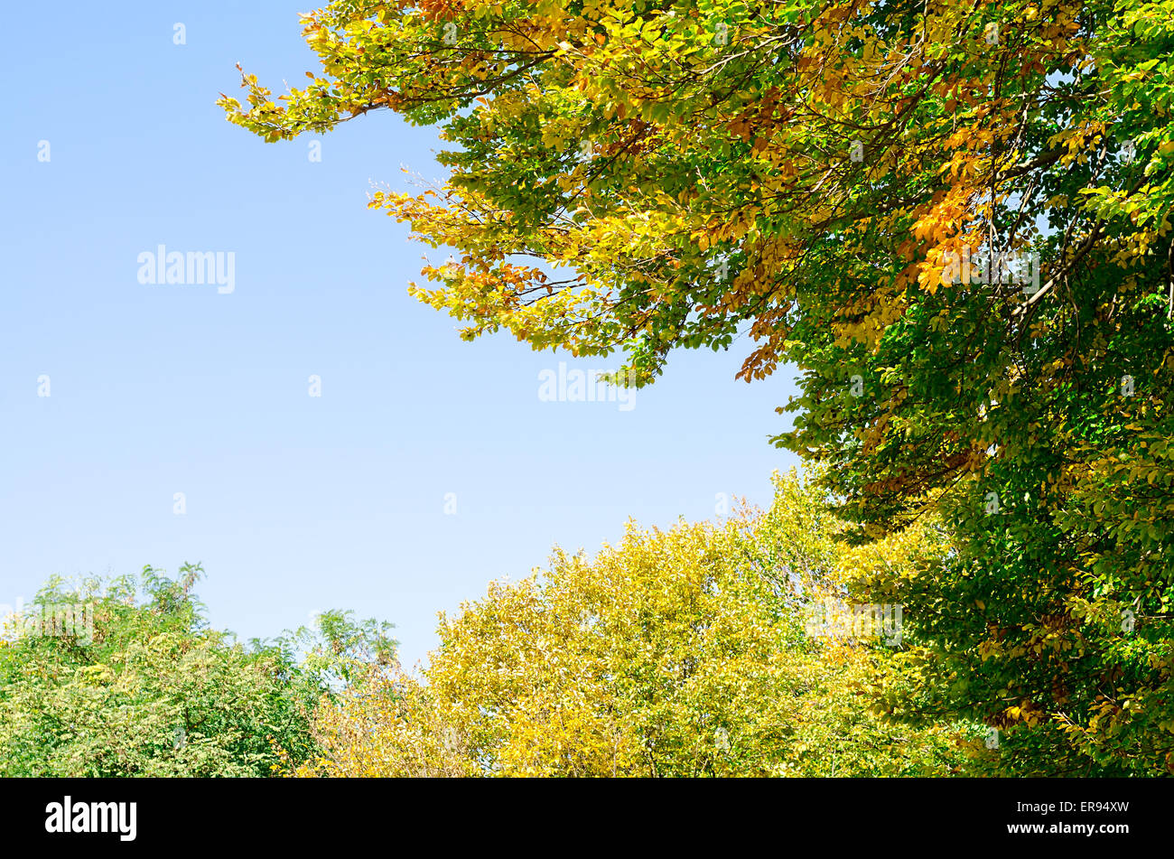 trees against the sky Stock Photo - Alamy