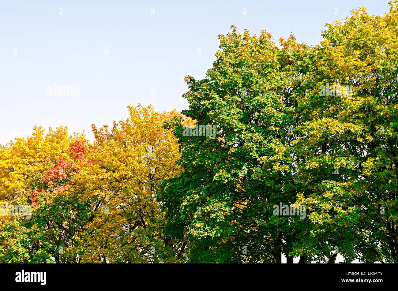 beautiful yellow and green trees Stock Photo - Alamy