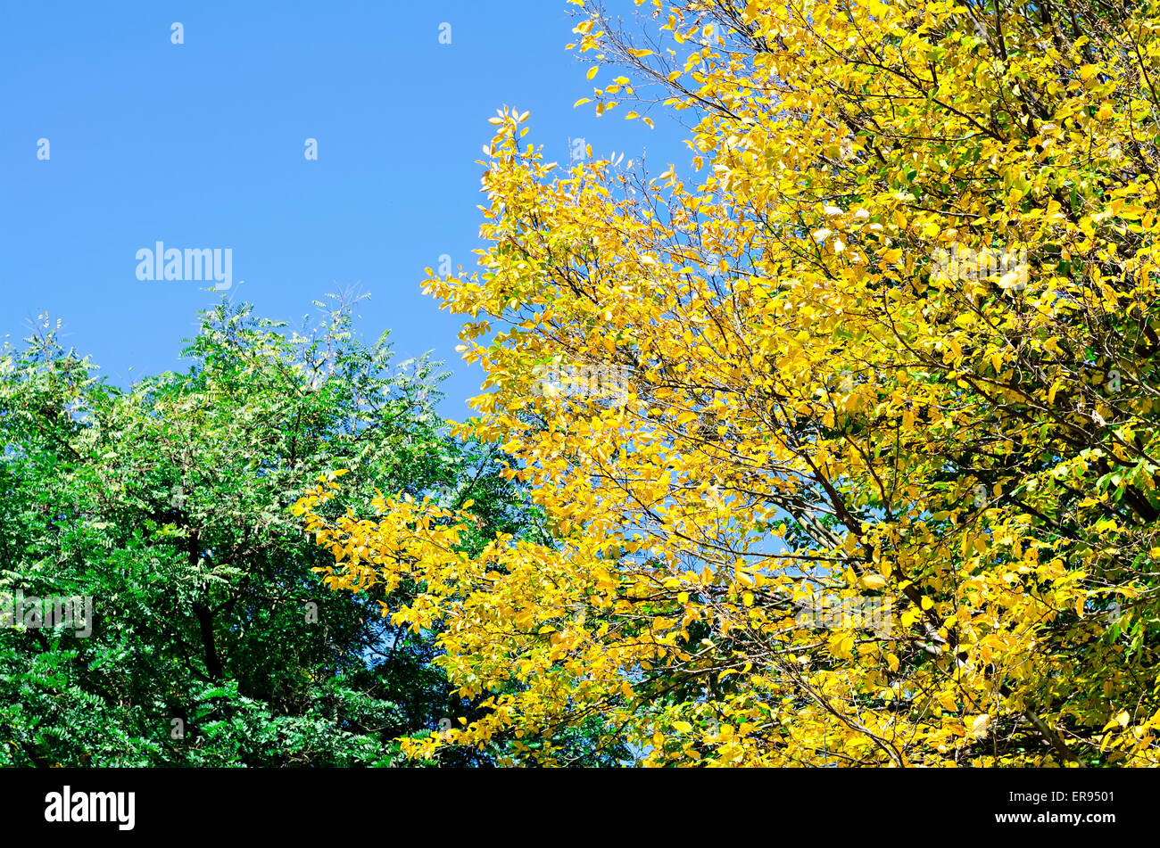 yellow and green tree against the sky Stock Photo - Alamy