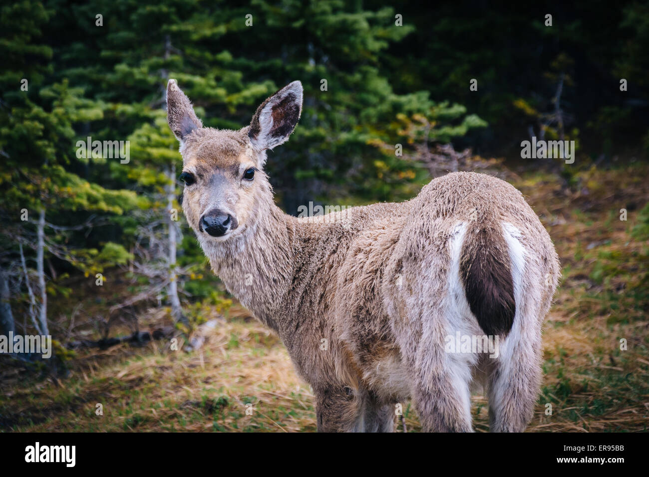 Deer at Hurricane Ridge, in Olympic National Park, Washington Stock ...