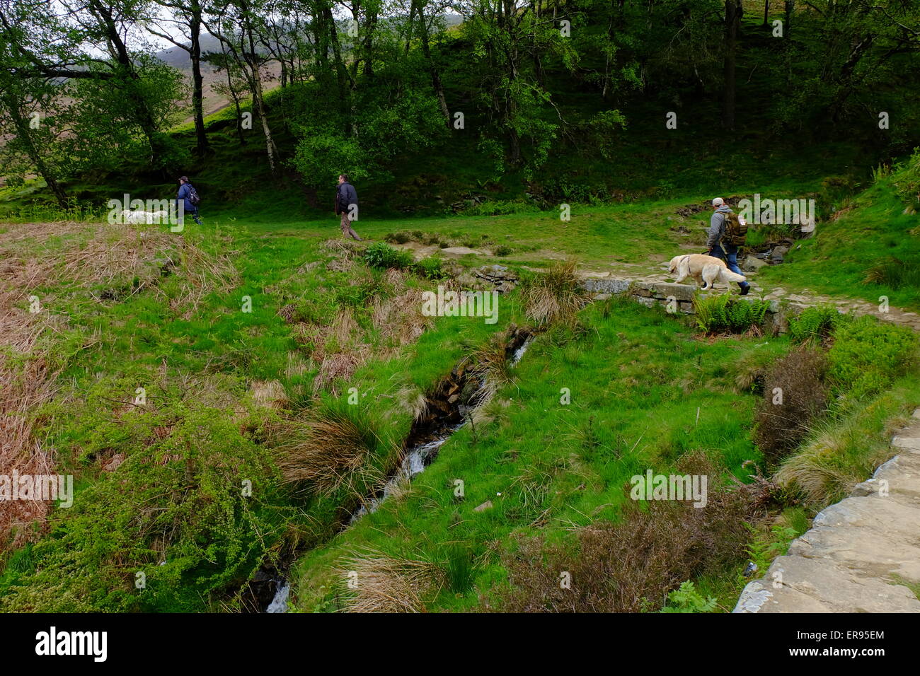 walking dogs Edale Stock Photo - Alamy
