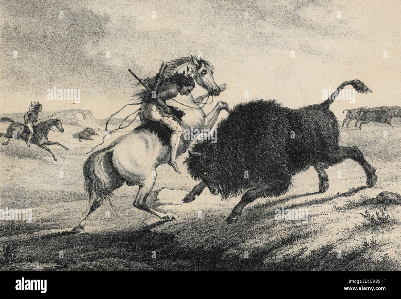 The bison date hi-res stock photography and images - Alamy