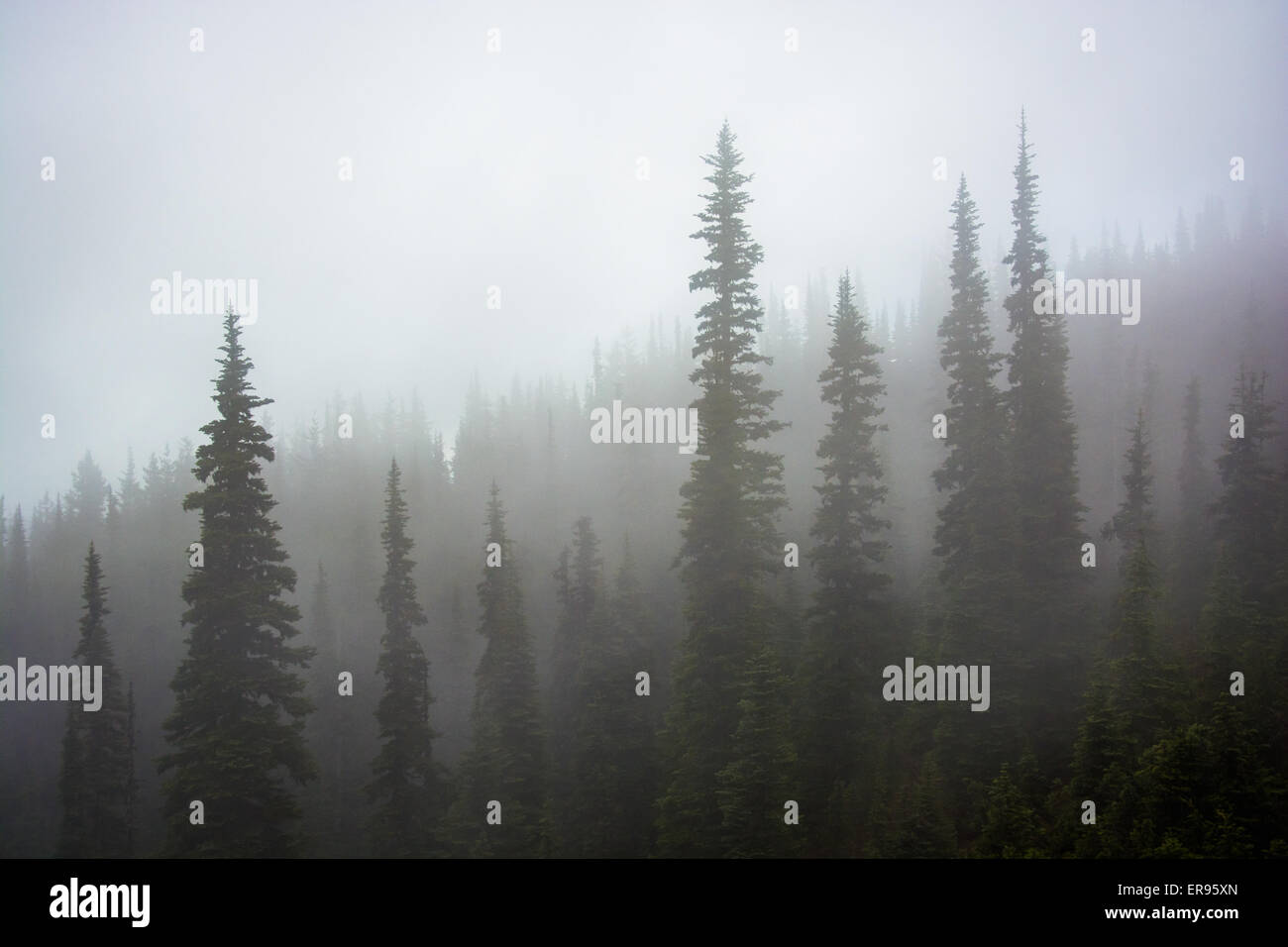Pine trees in fog, at Hurricane Ridge, in Olympic National Park ...