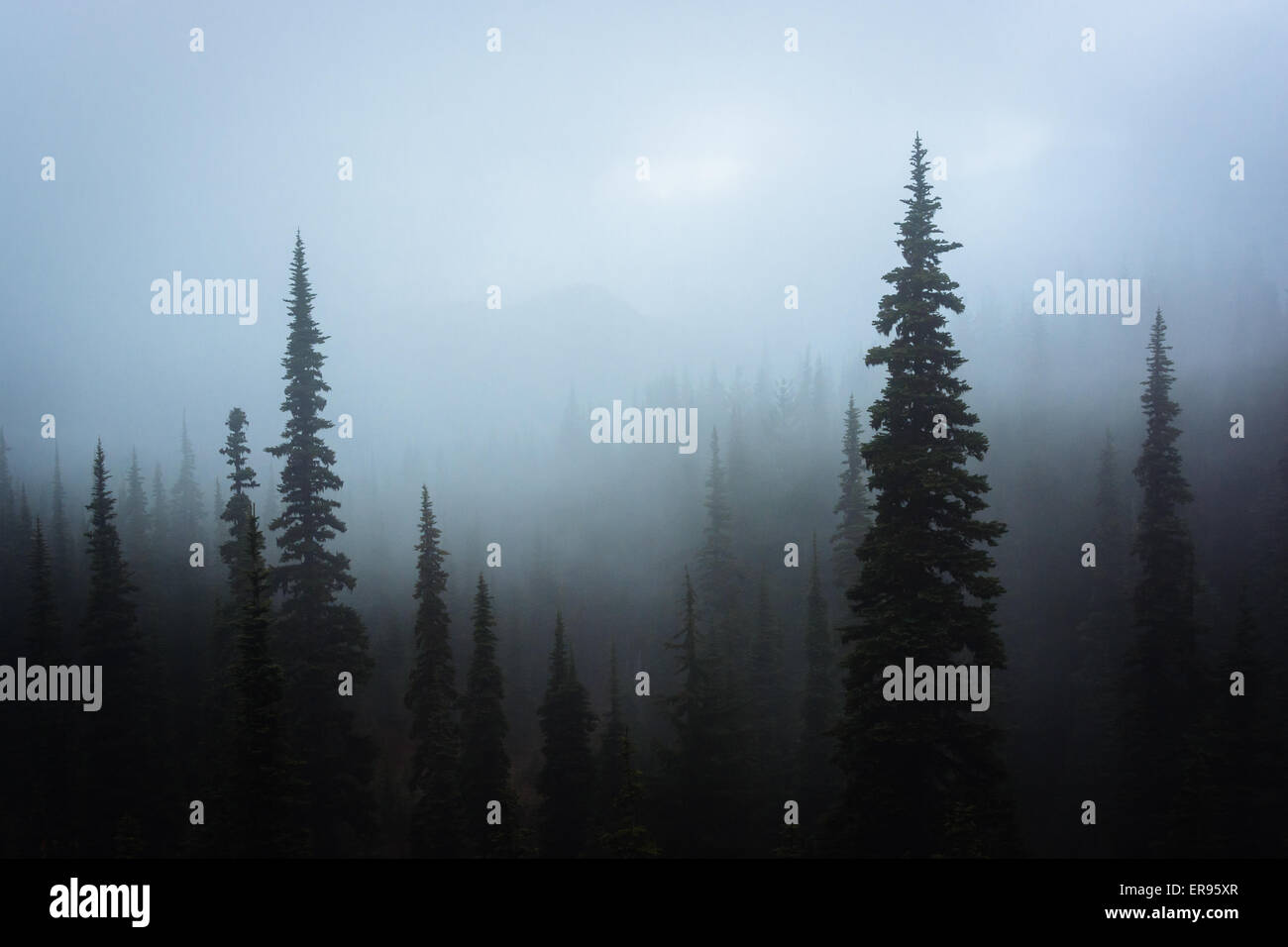 Pine trees in fog, at Hurricane Ridge, in Olympic National Park ...