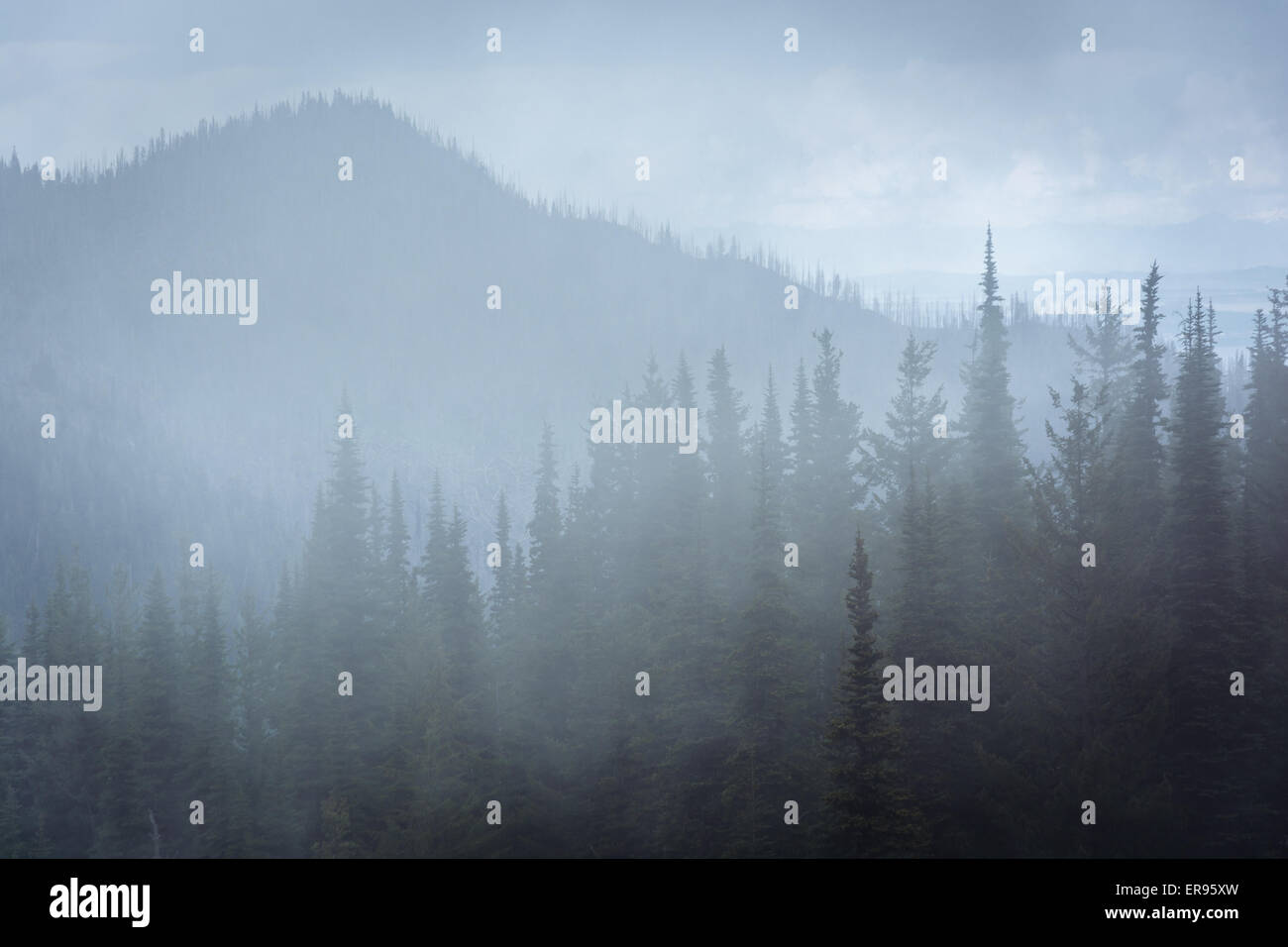 Pine trees in fog, at Hurricane Ridge, in Olympic National Park ...