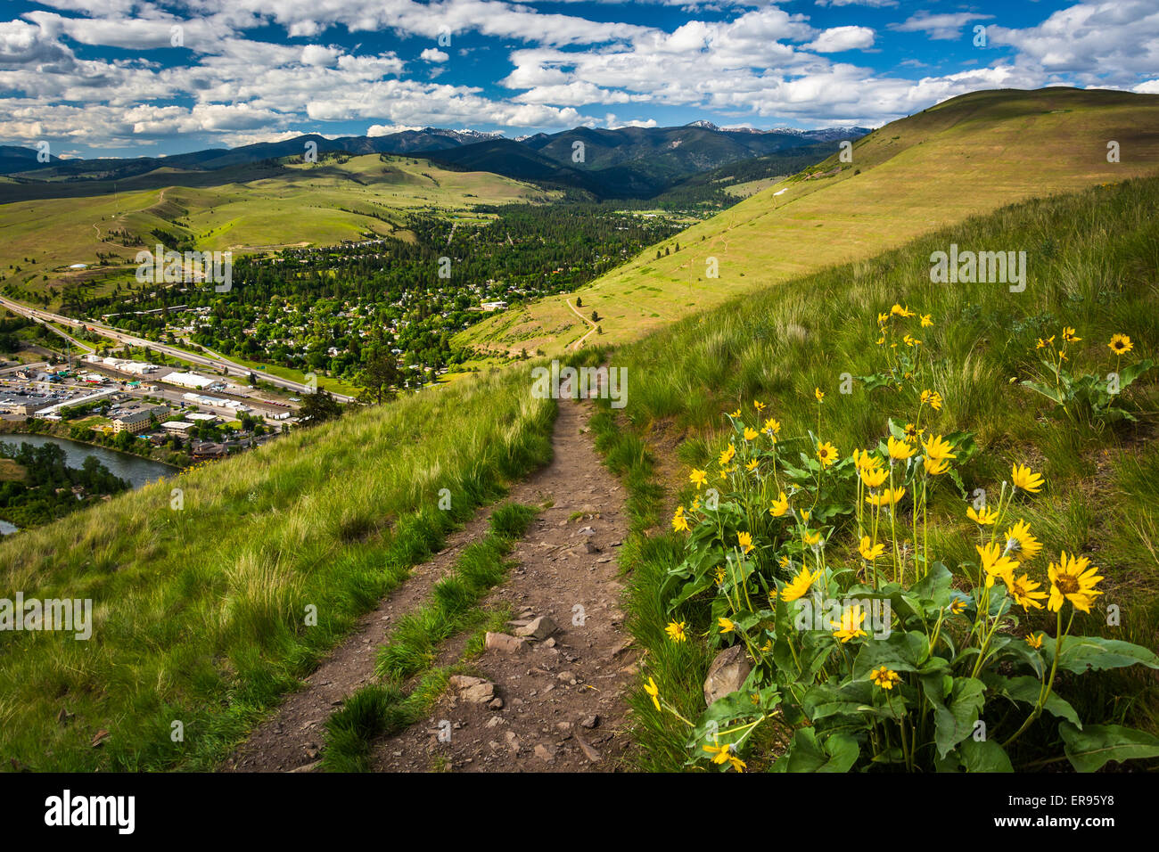 Trail and flowers on Mount Sentinel, in Missoula, Montana Stock Photo ...