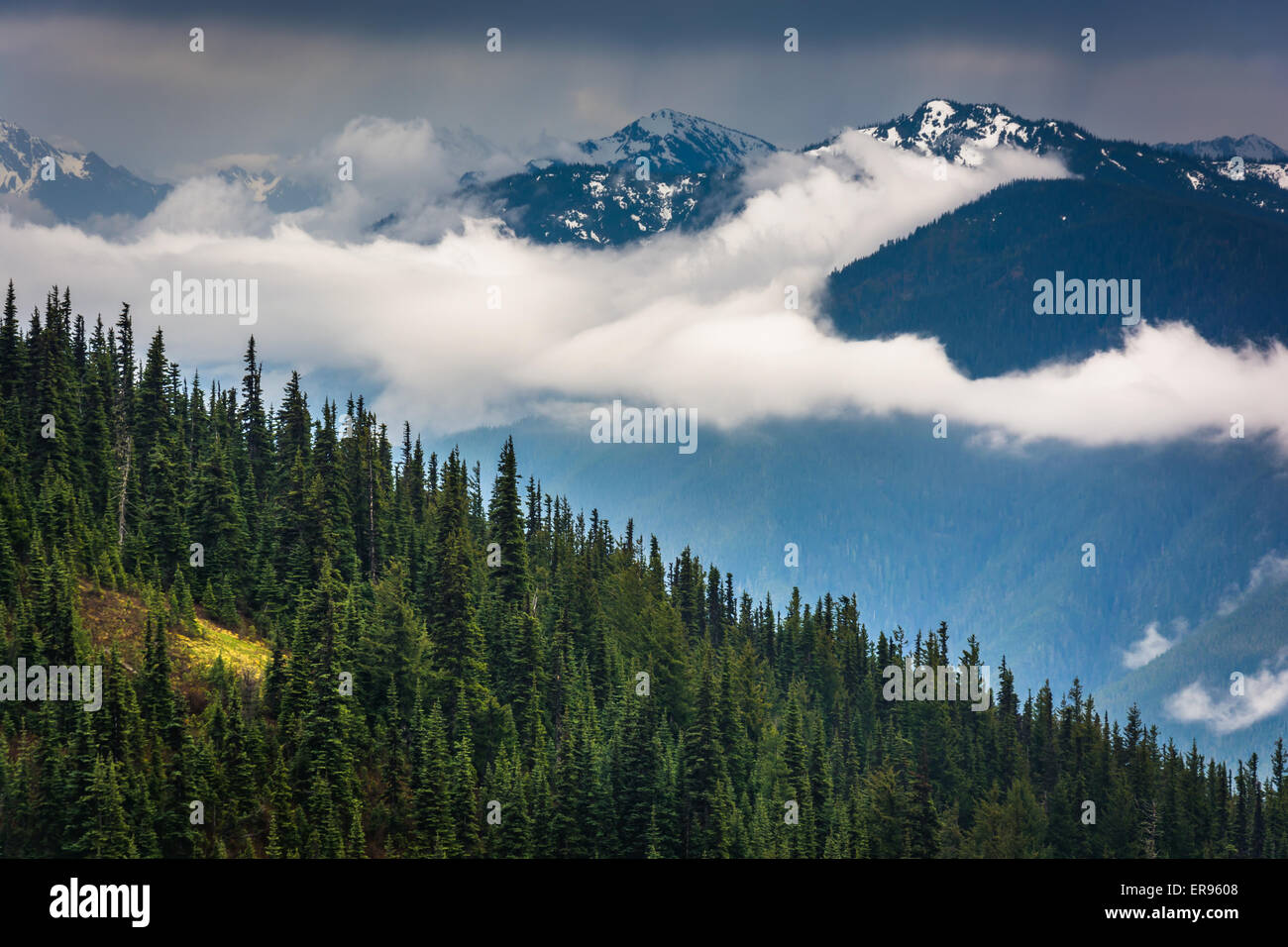 View of the snowy Olympic Mountains from Hurricane Ridge, in Olympic ...