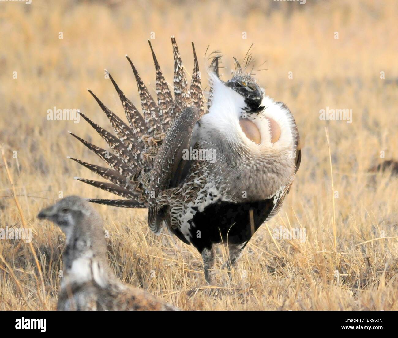 A greater Bi-State sage grouse male struts to attract a mate at a lek ...