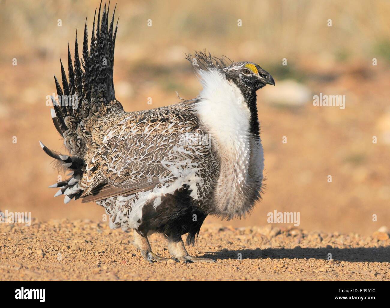 A greater sage-grouse male struts to attract a mate at a lek near ...