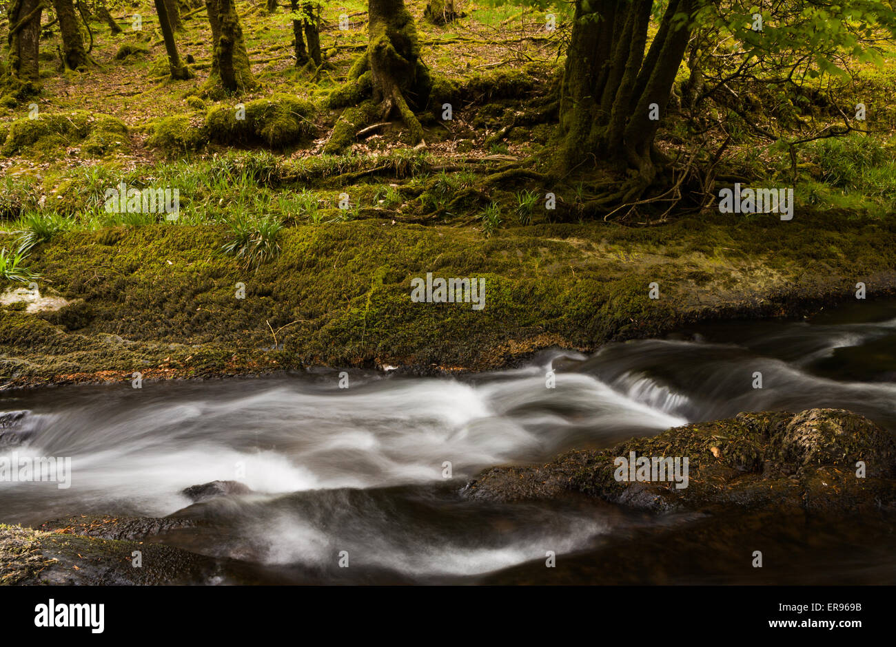 Dane's Brook & Buckminster Wood, near Dulverton, Exmoor, UK Stock Photo ...