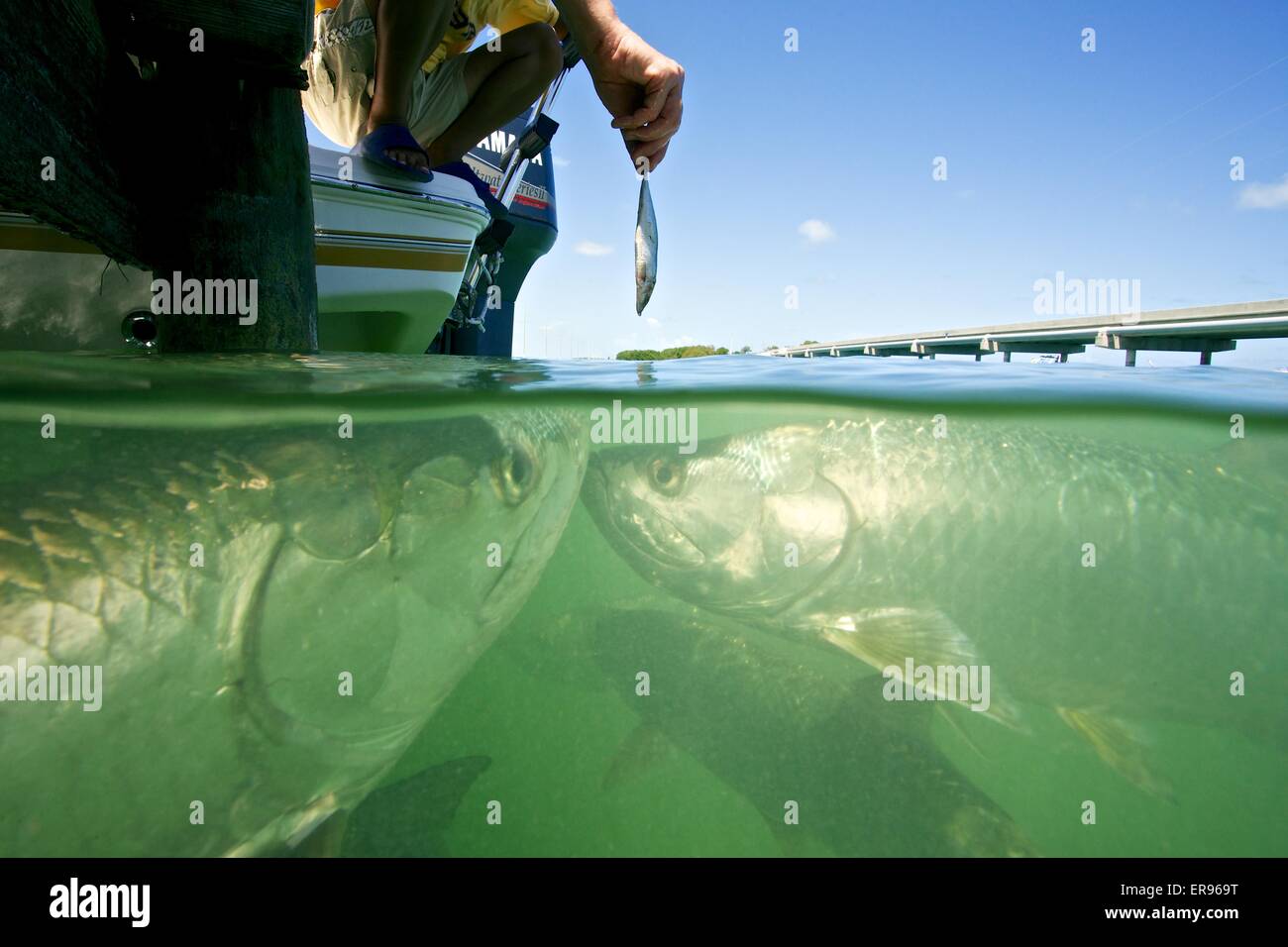 A tourist hand feed the Tarpons at Robbie's Marina in the Florida Keys ...