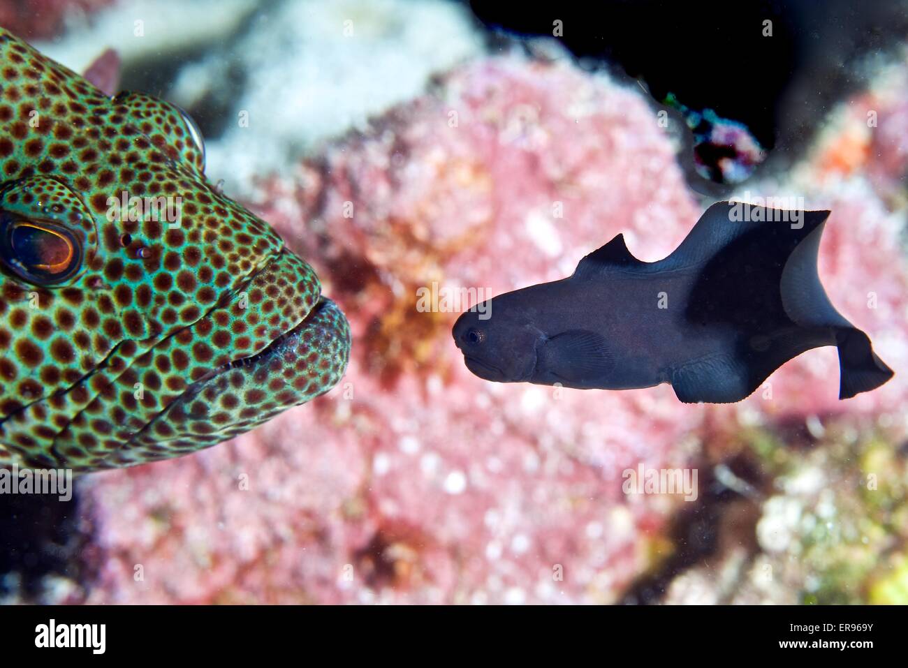 Black brotula hi-res stock photography and images - Alamy