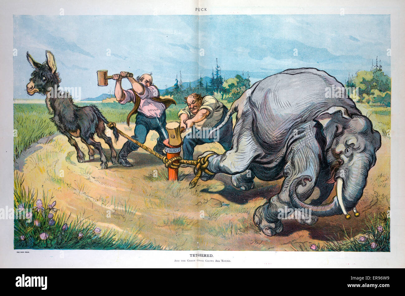 Donkeys tethered hi-res stock photography and images - Alamy