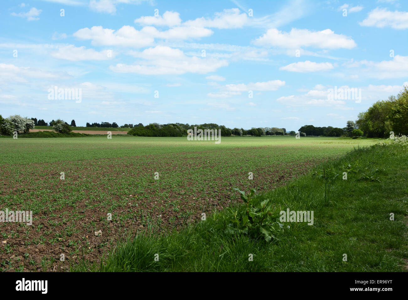 Crops beginning to grow in spring in an English farm field Stock Photo ...
