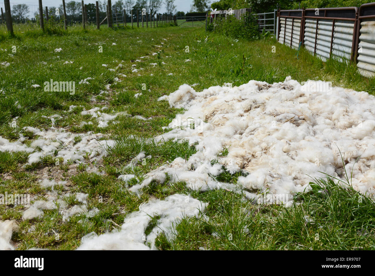 Pile of wool sheep hi-res stock photography and images - Alamy
