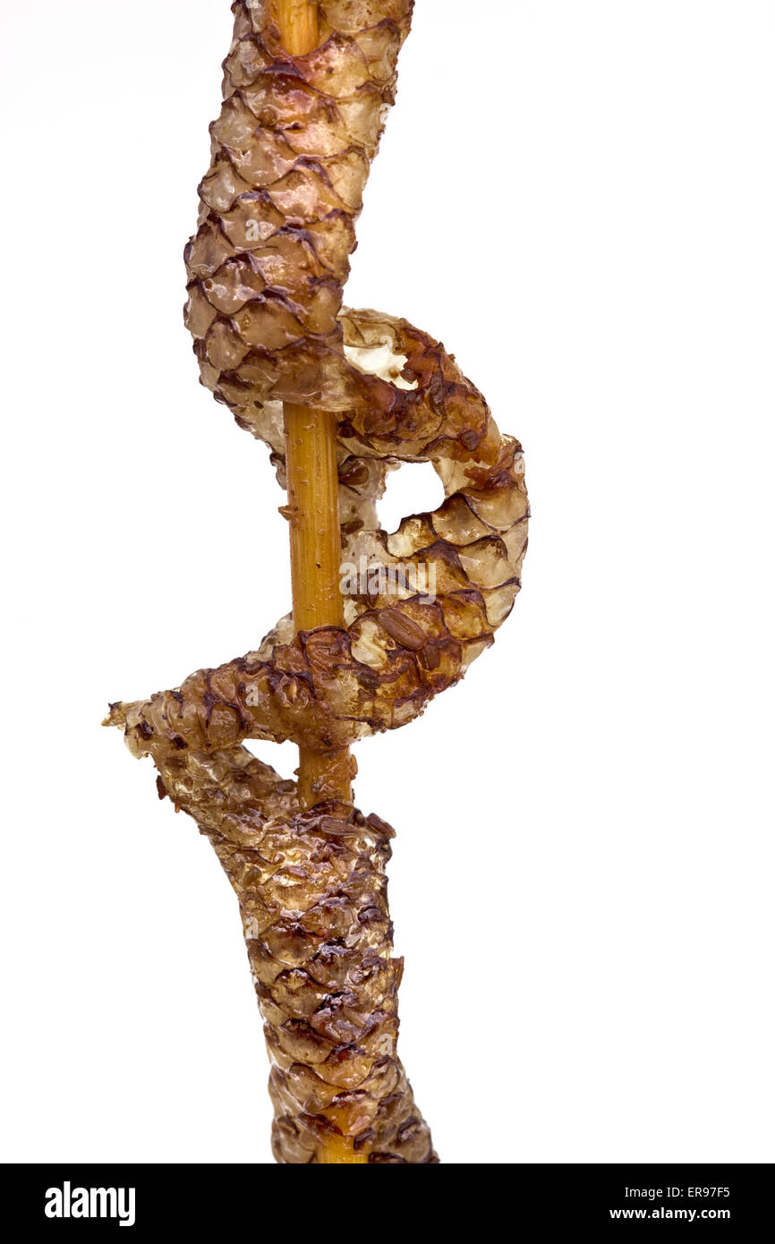 Cooked Snake on sale at Wangfujing Night Market Beijing - An example of ...