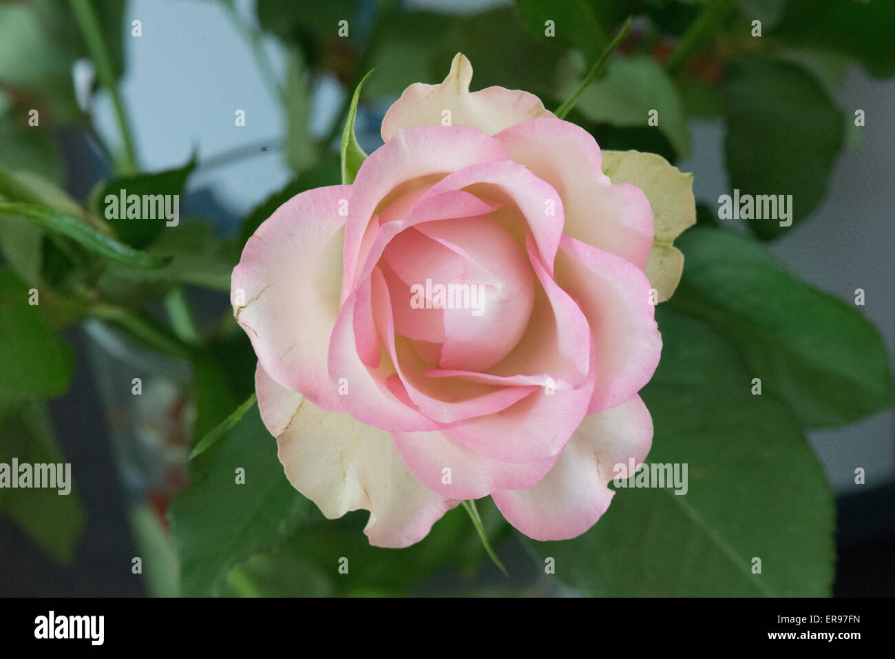 Rose varieties hi-res stock photography and images - Alamy