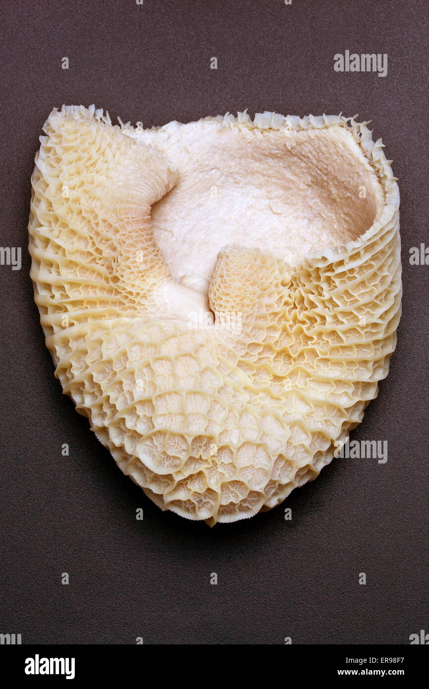 Tripe Stomach Meat - Close Up - An example of the strange or weird food ...