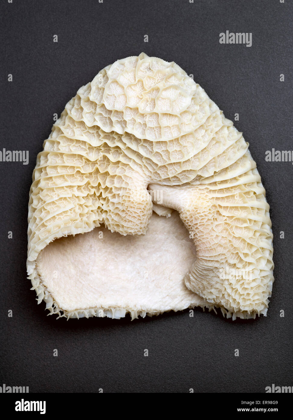 Tripe Stomach Meat - Close Up - An example of the strange or weird food ...