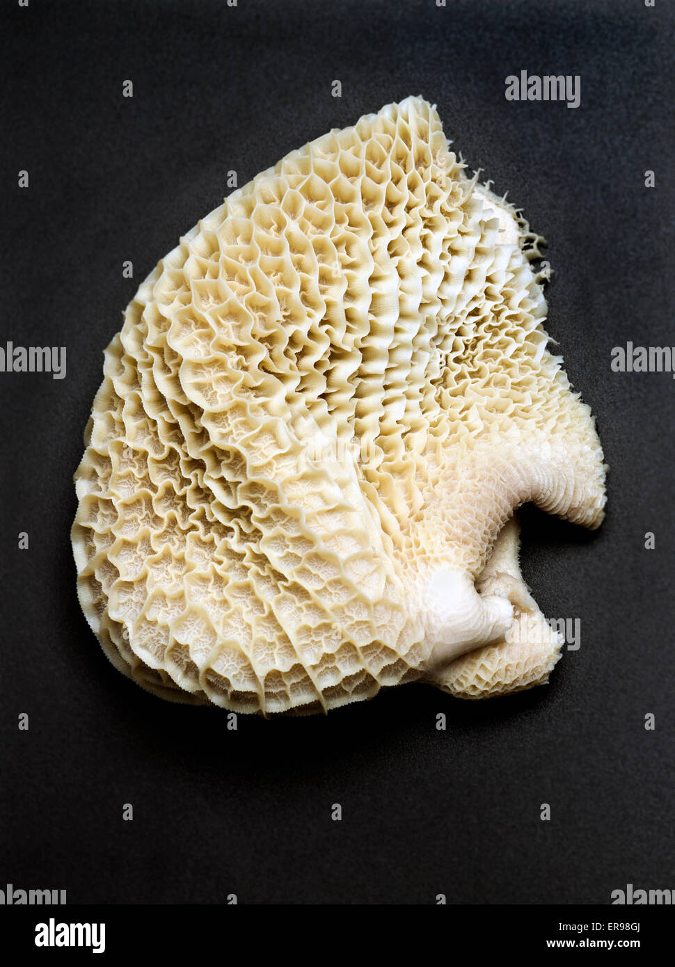 Sheep stomach hi-res stock photography and images - Alamy