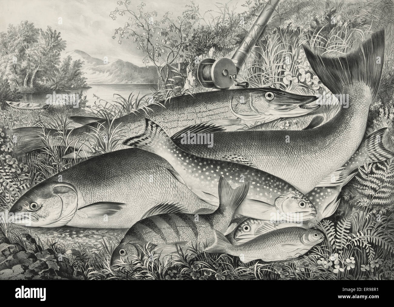 American fish hi-res stock photography and images - Alamy