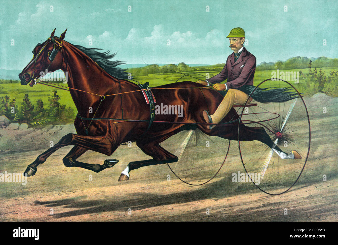 The champion Stallion Maxy Cobb by Happy Medium Stock Photo - Alamy