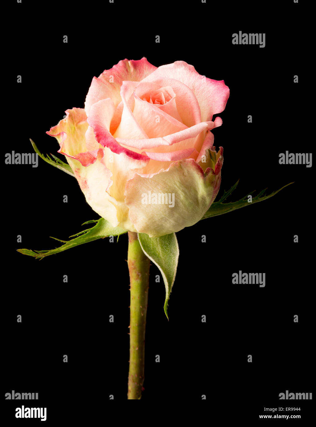 Single pink rose isolated on a black background Stock Photo - Alamy