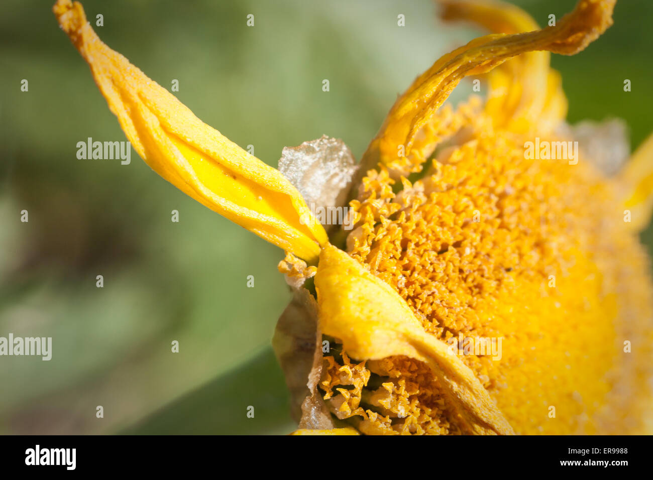 Dead Daisy High Resolution Stock Photography and Images - Alamy