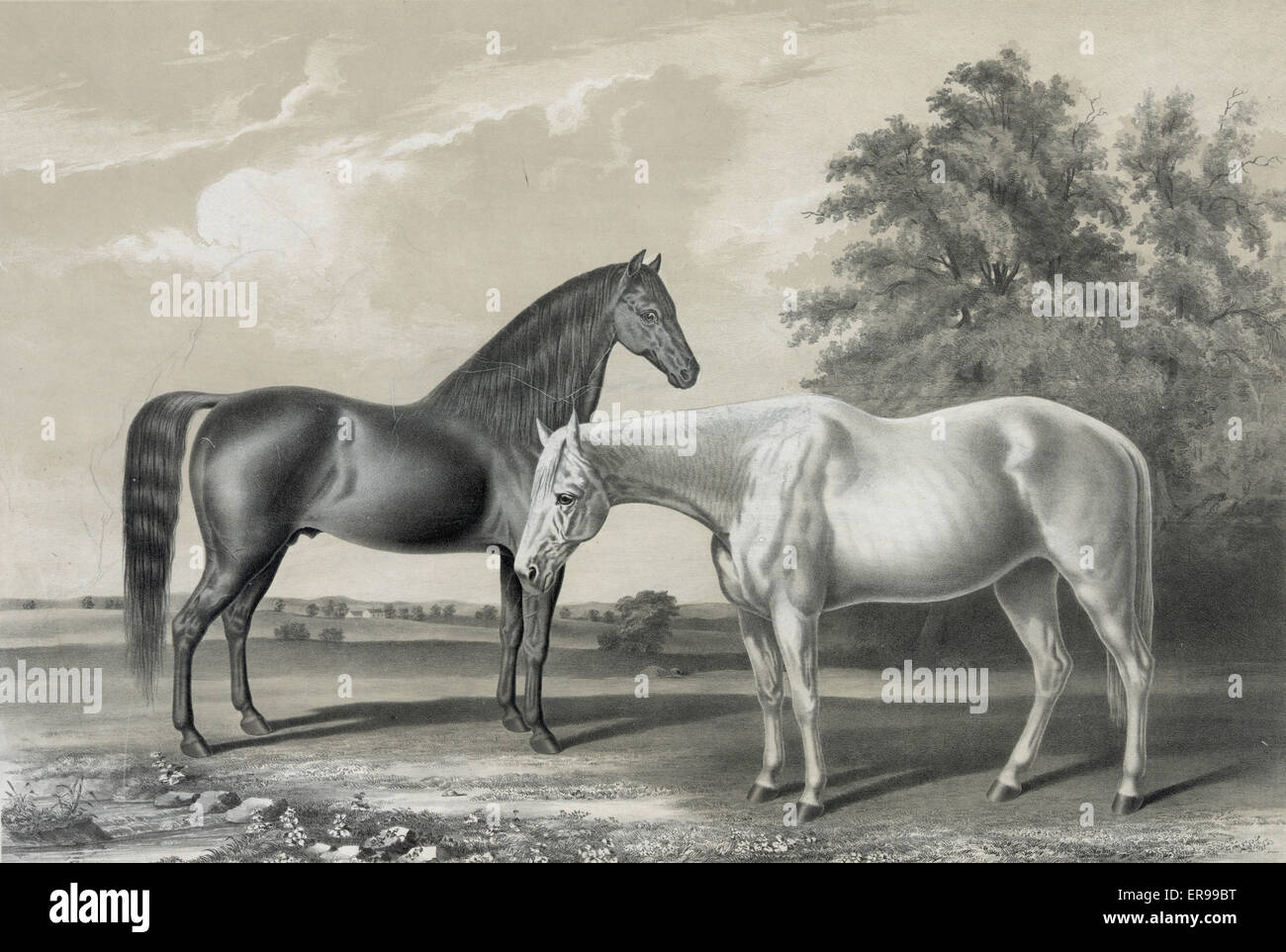 Lady with the hawk hi-res stock photography and images - Alamy