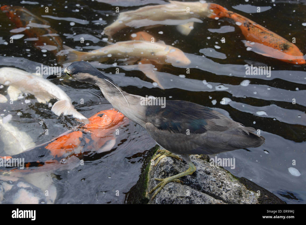 Bird watching fish Stock Photo - Alamy