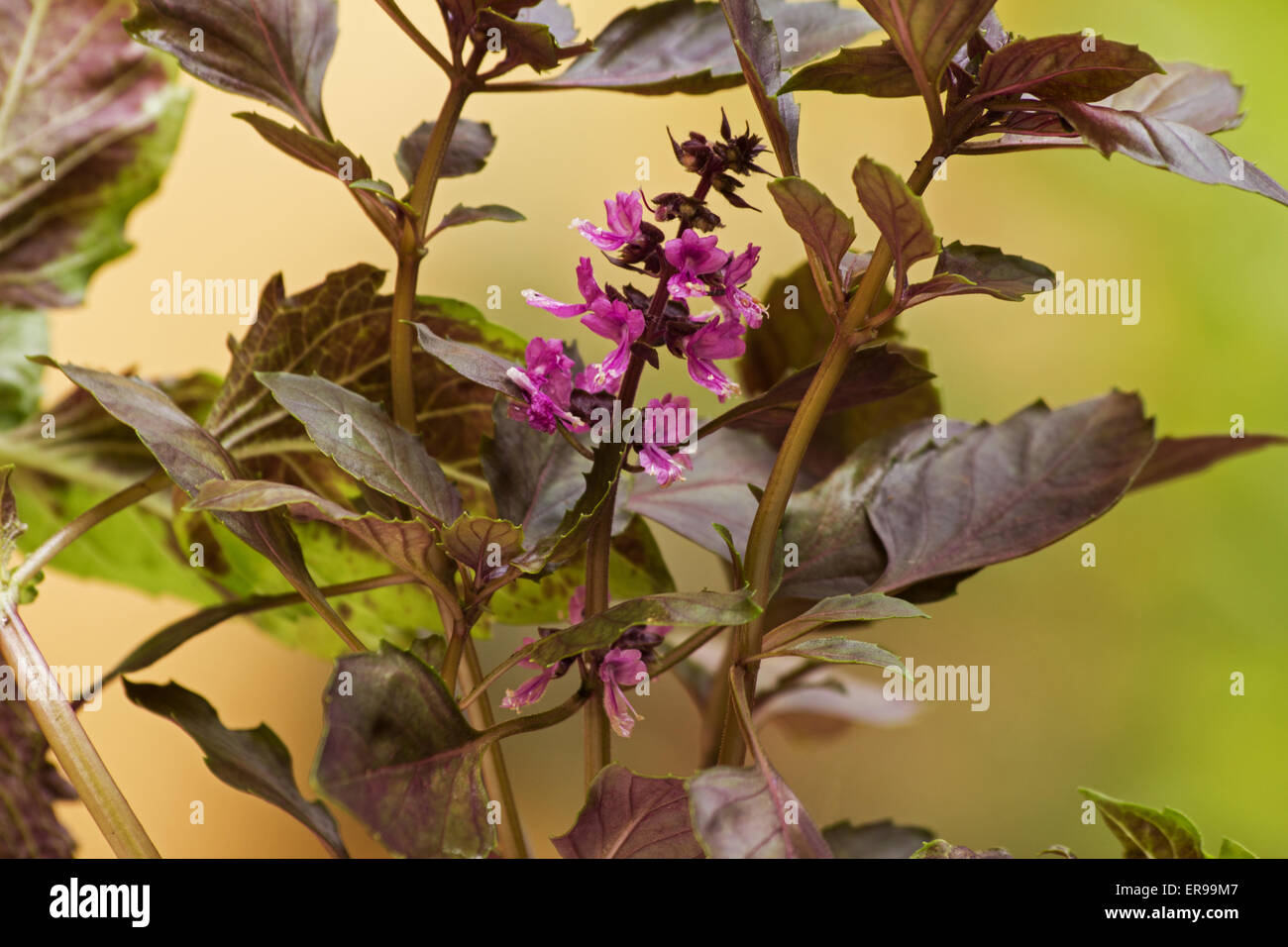 Ocimim basilicum hi-res stock photography and images - Alamy