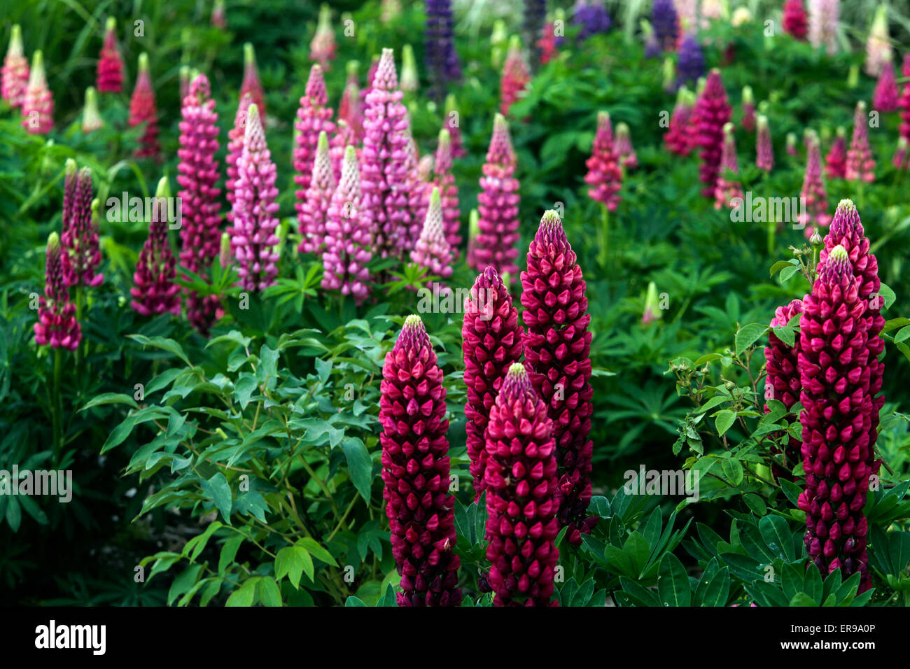 Pink lupins hi-res stock photography and images - Alamy